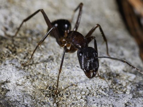 Ants - Michigan Ant Indentification & Pest Control & Elimination