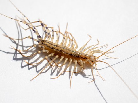 Centipedes - Pest Indentification & Pest Control & Elimination