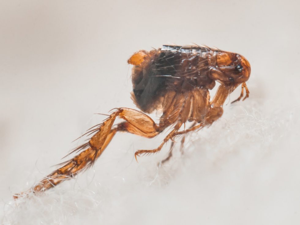 Fleas - Flea Indentification & Pest Control & Elimination